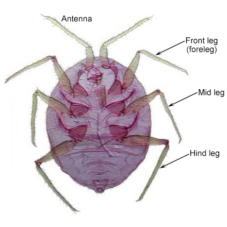 Glossary | Scale Insects