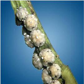 Coccidae | Scale Insects