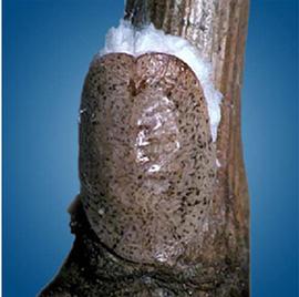 Coccidae | Scale Insects
