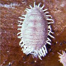 Pseudococcidae | Scale Insects