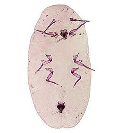 Coccus viridis | Scale Insects