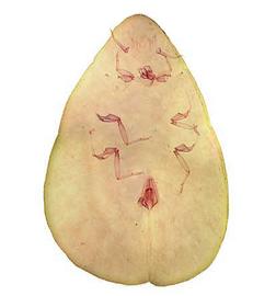 Kilifia americana | Scale Insects