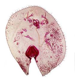 Udinia catori | Scale Insects