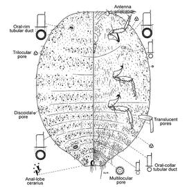 Maconellicoccus multipori | Scale Insects