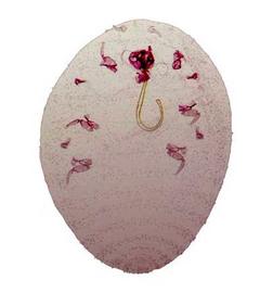 Dactylopius confusus | Scale Insects