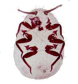 Icerya aegyptiaca | Scale Insects