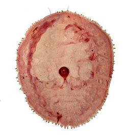 Stictococcus formicarius | Scale Insects