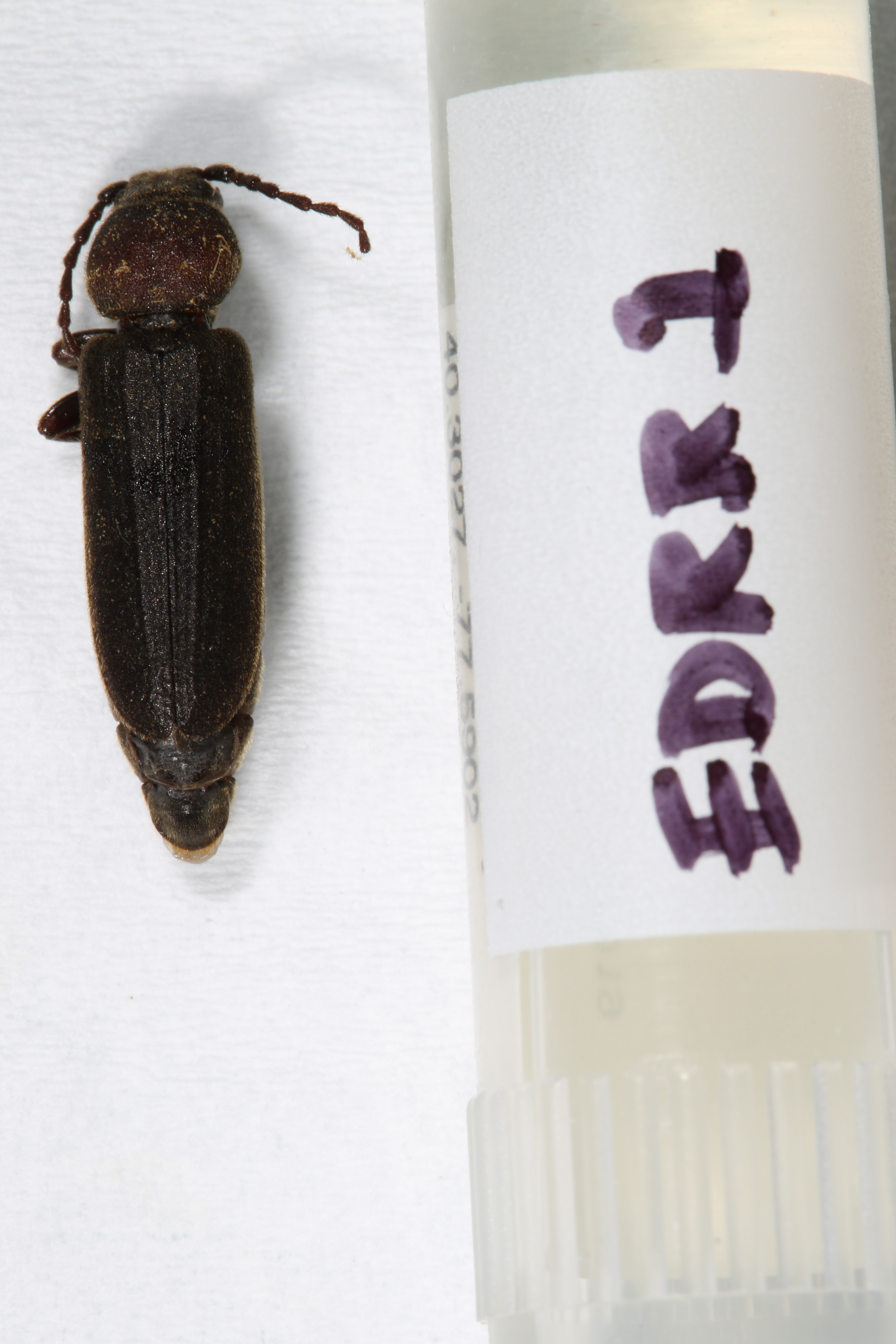 Asemum | CerambycID