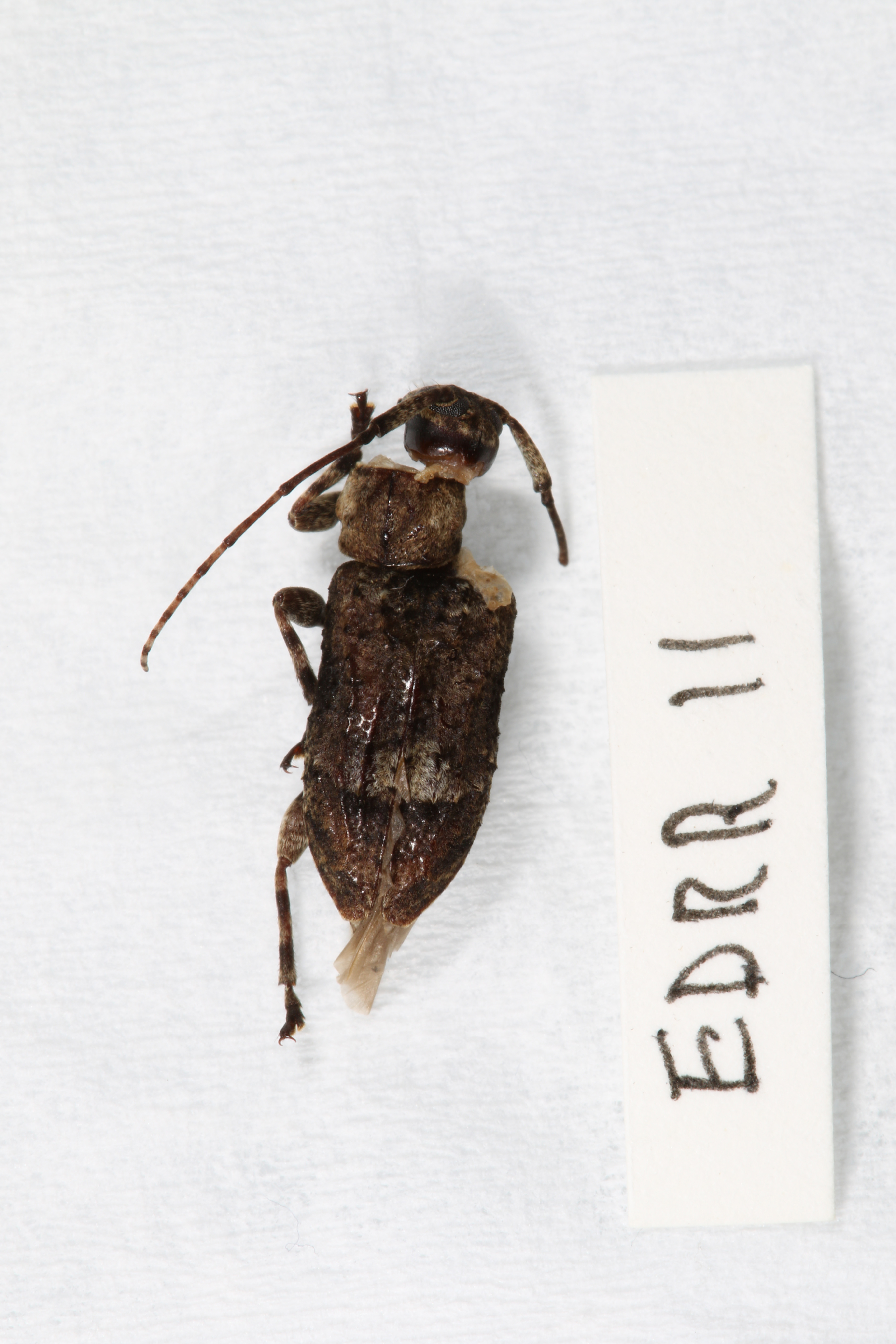 Leptostylus | CerambycID