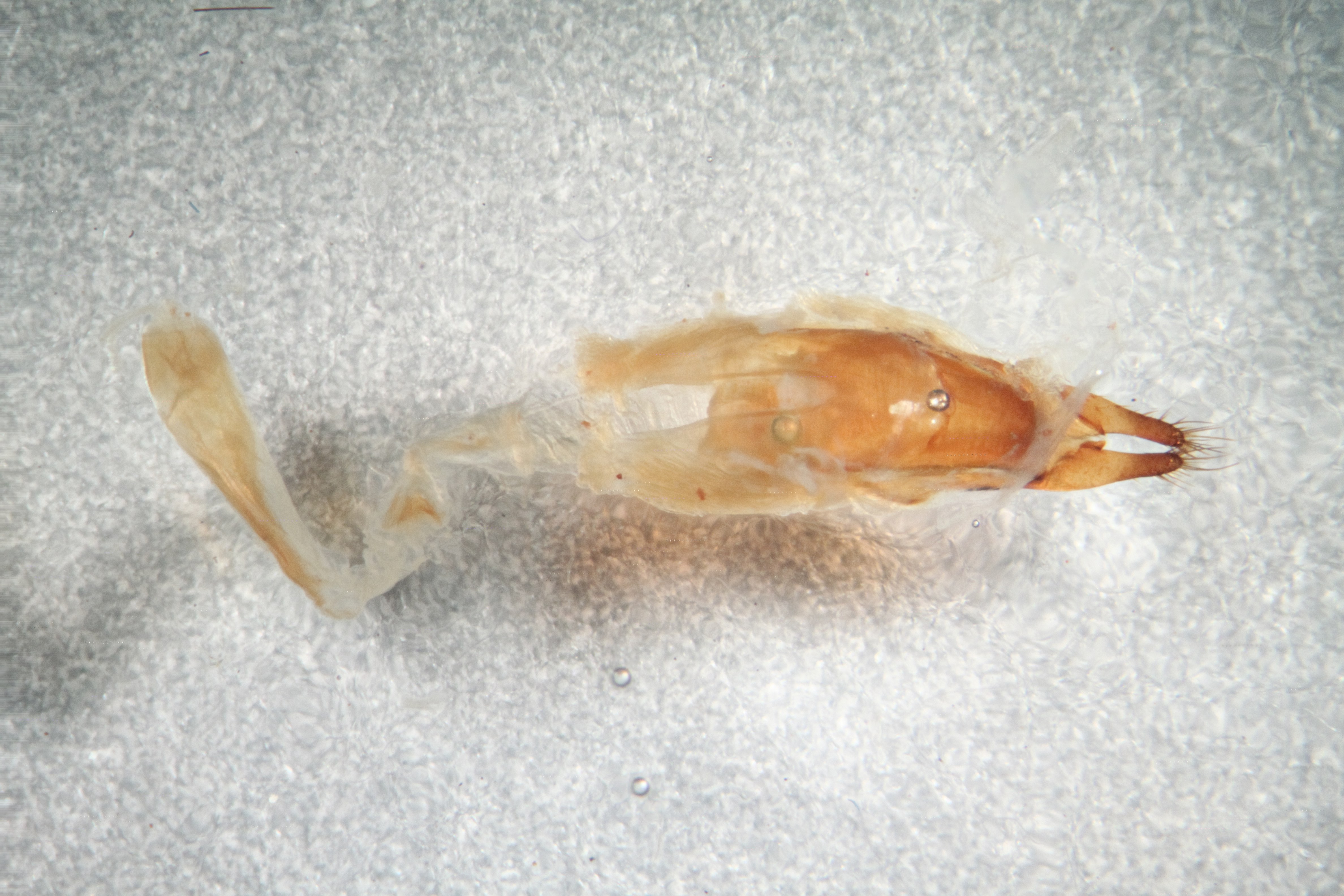 Monochamus alternatus | CerambycID
