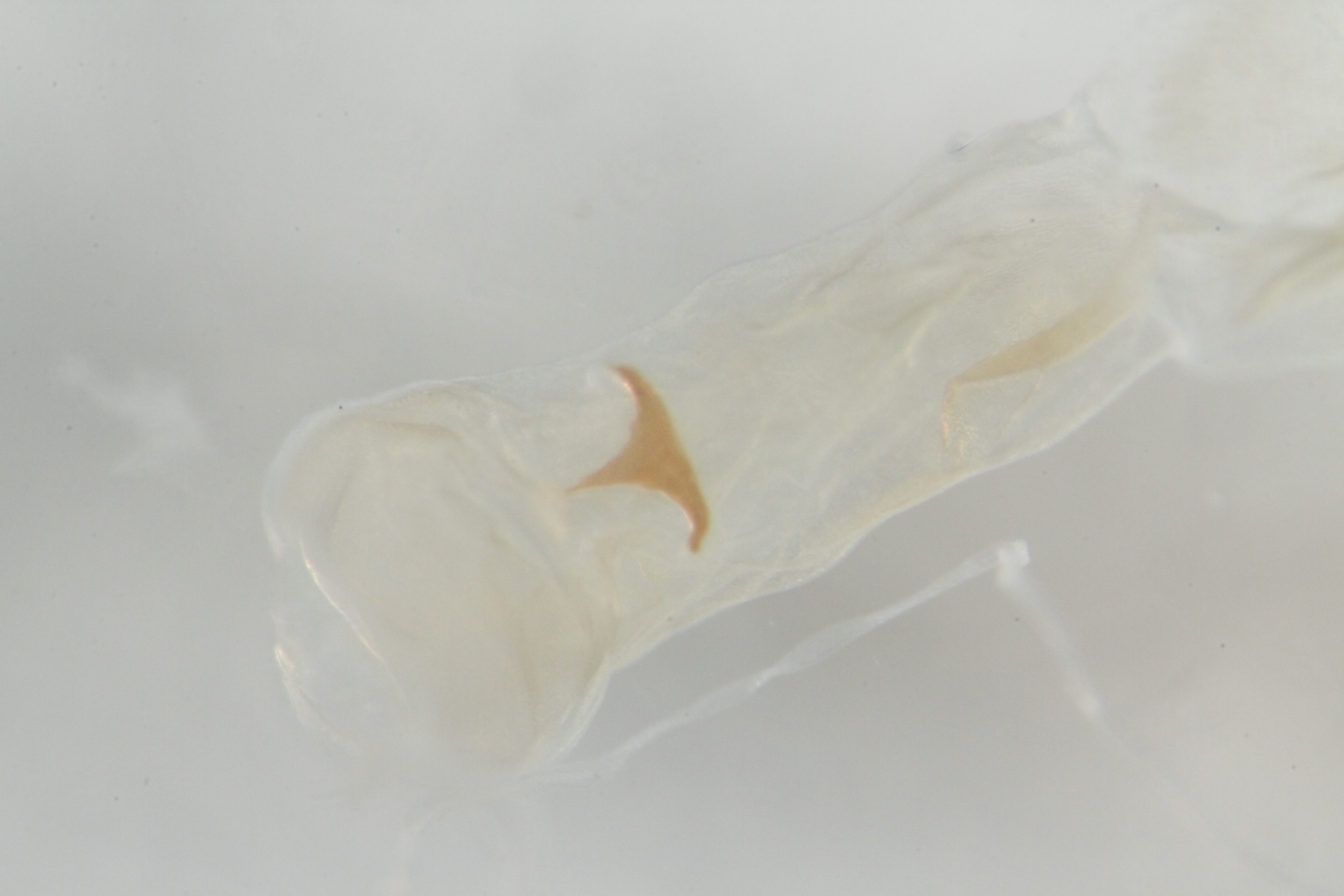Monochamus impluviatus | CerambycID