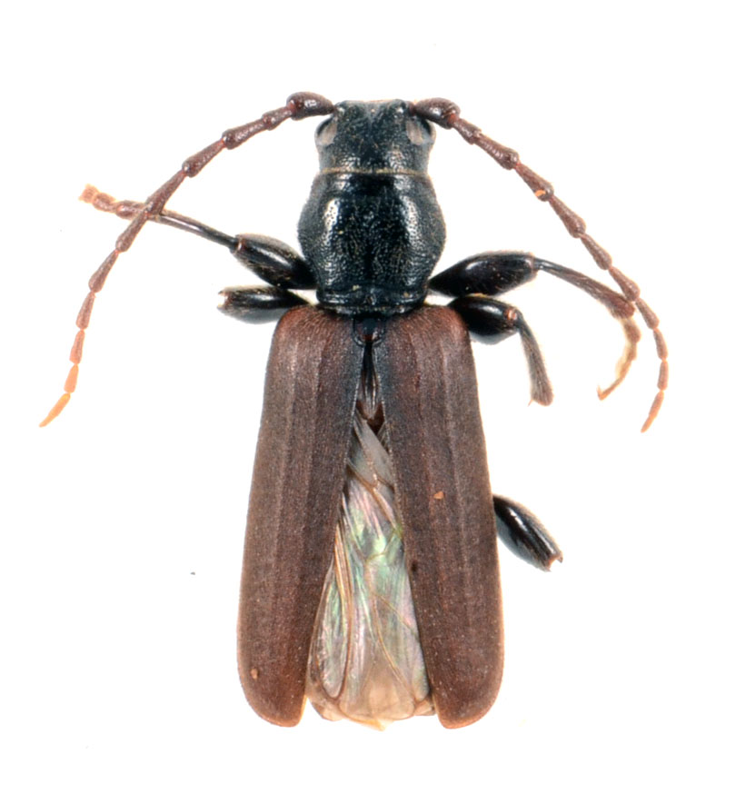 Tetropium | CerambycID