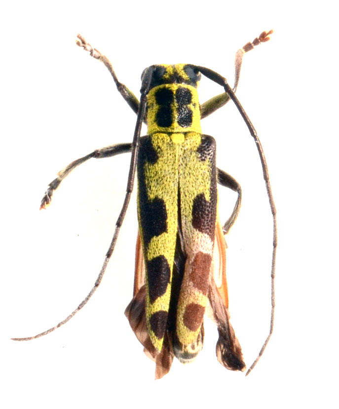 Saperda | CerambycID