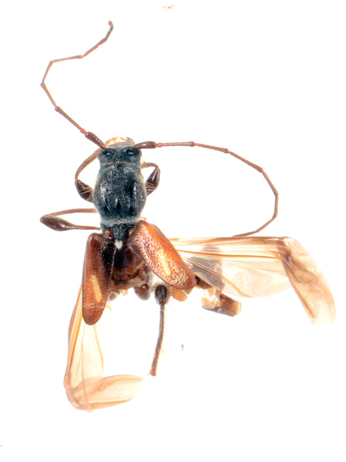 Molorchus | CerambycID