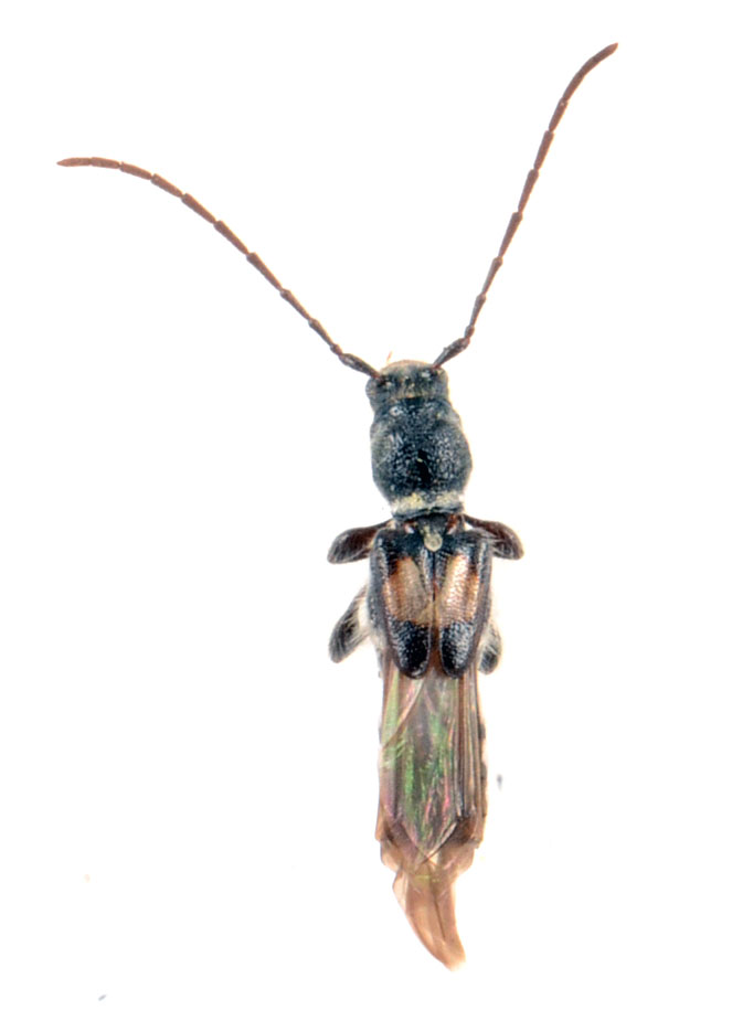 Molorchus | CerambycID