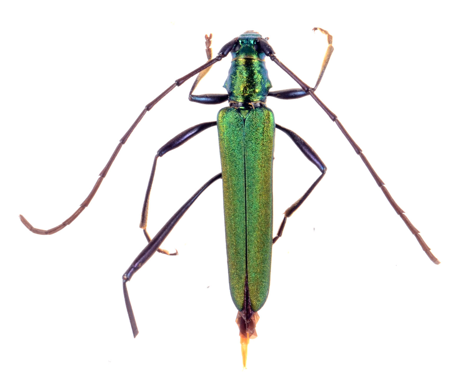 Chloridolum (Leontium) | CerambycID