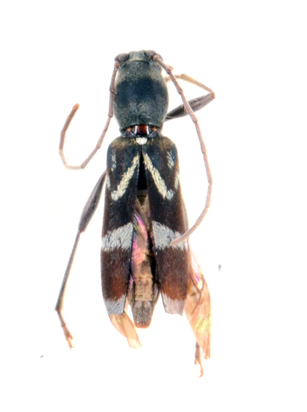 Rhaphuma | CerambycID