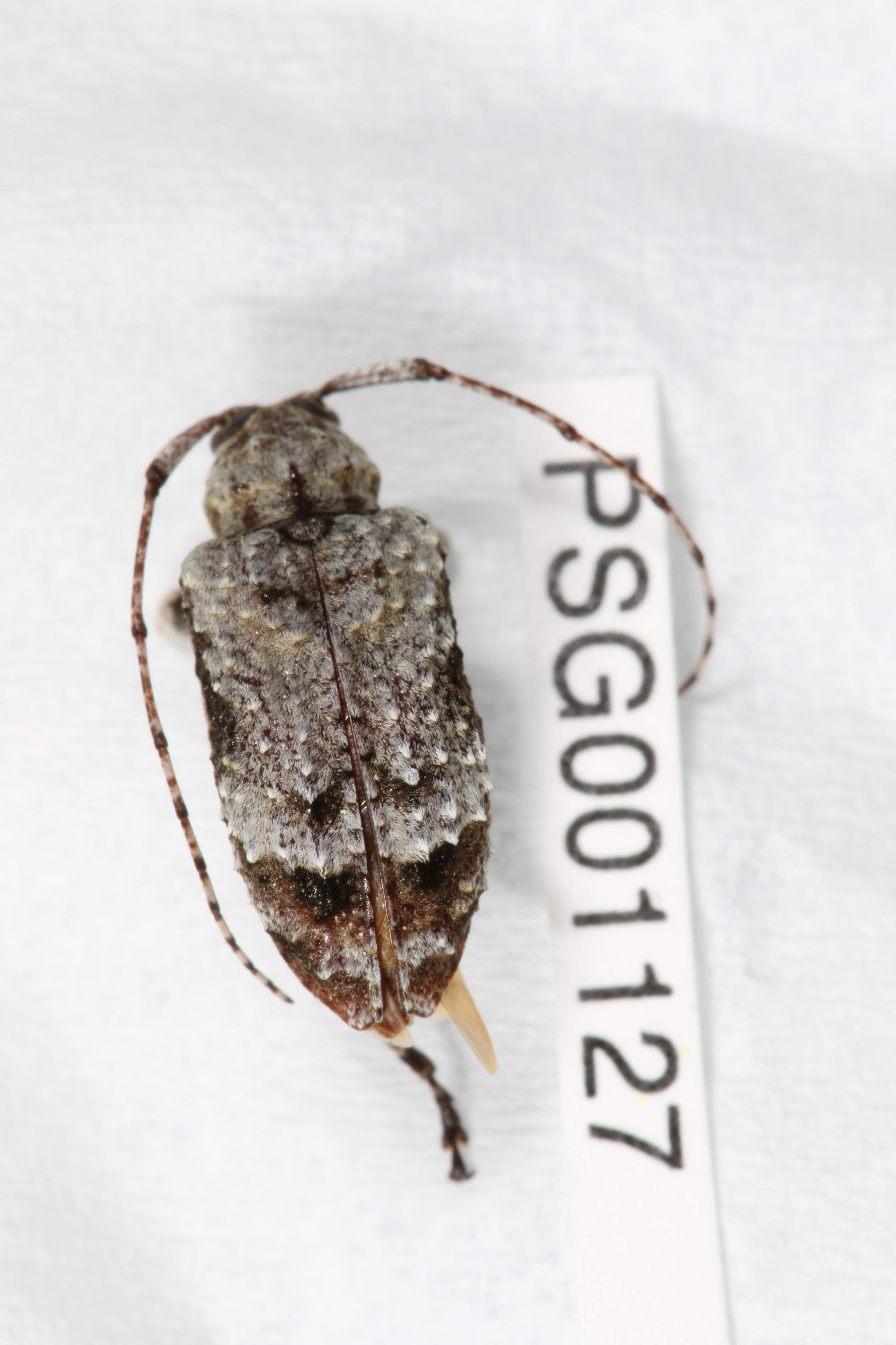 Leptostylus | CerambycID