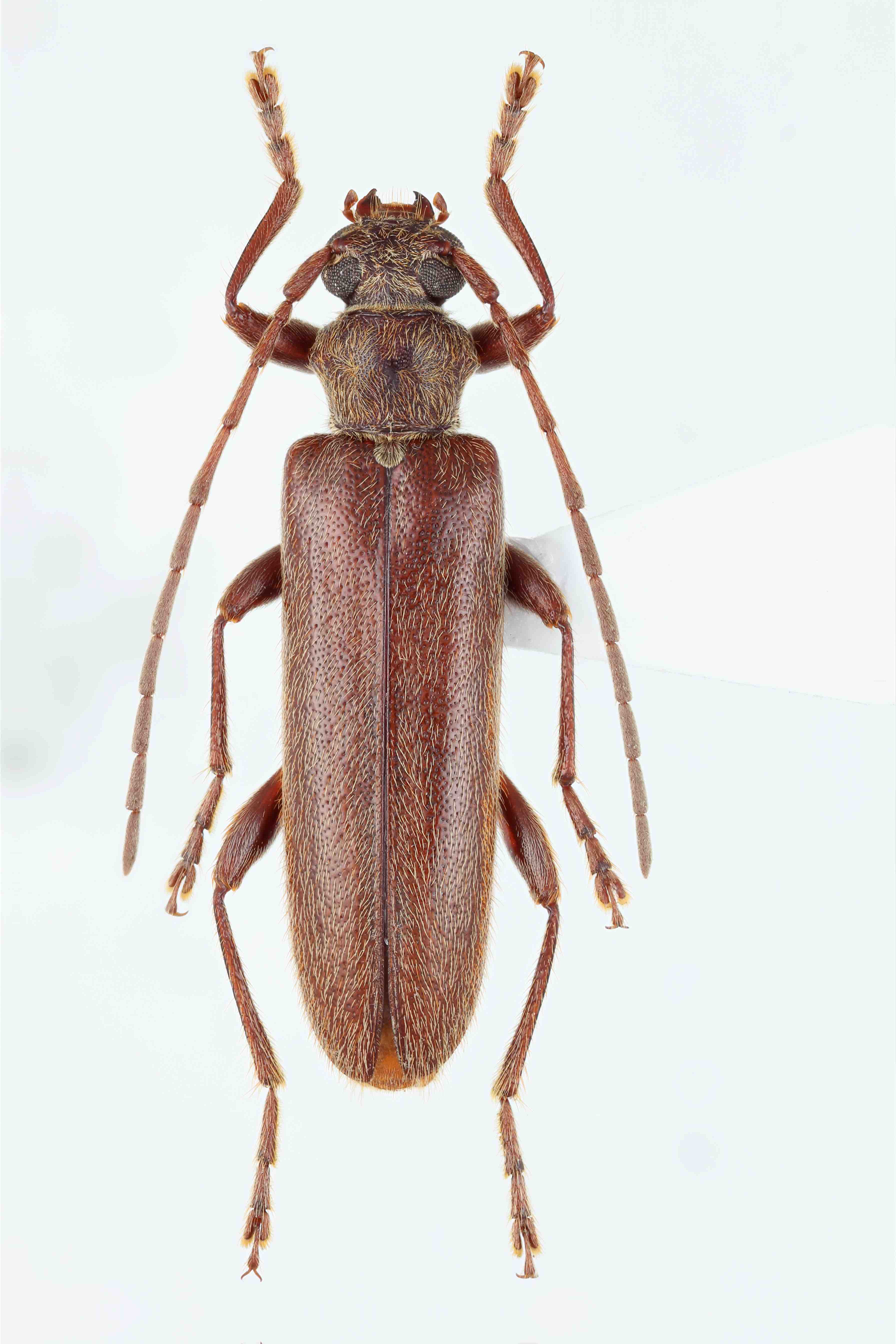 Proatimia | CerambycID