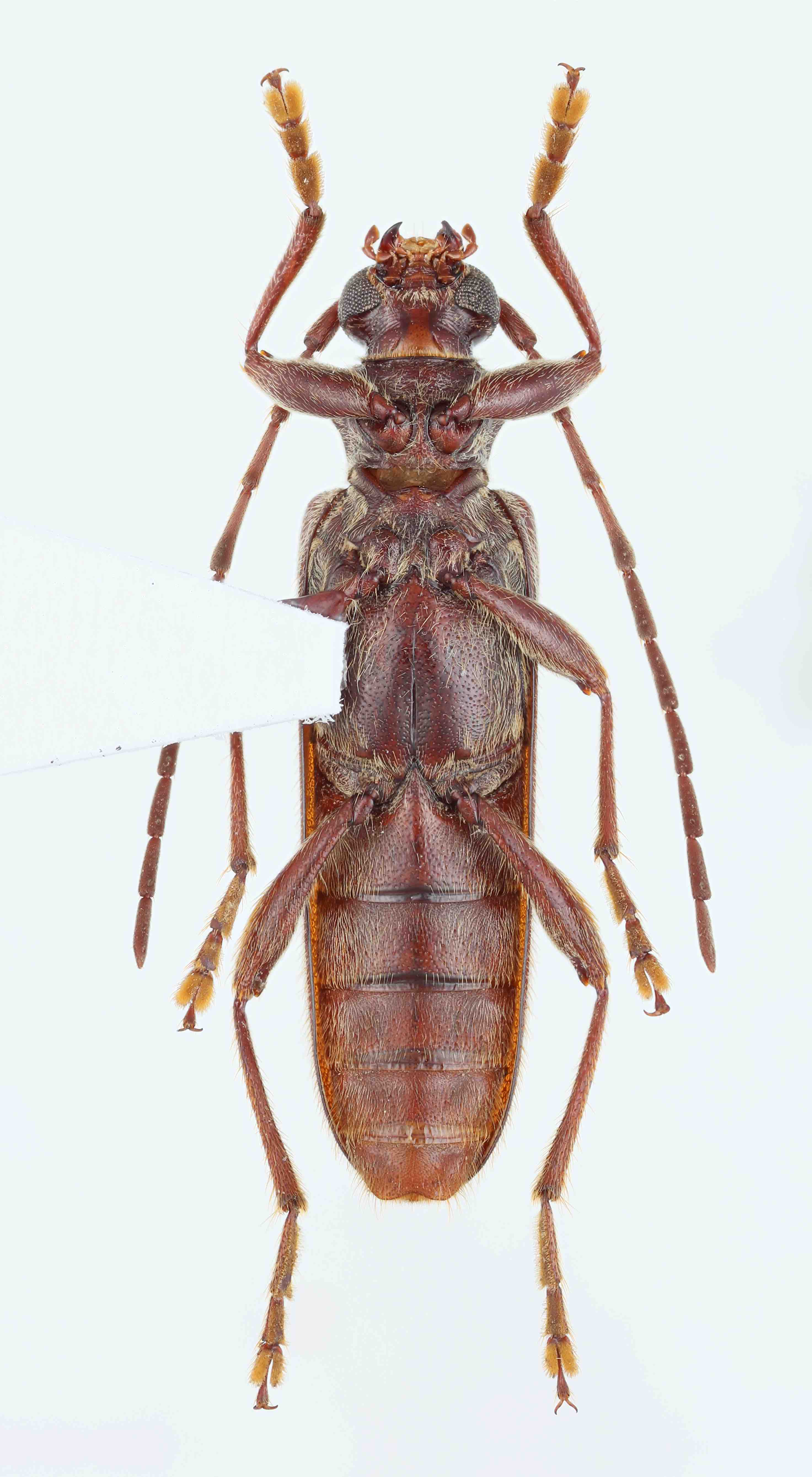 Proatimia | CerambycID