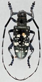 Anoplophora | CerambycID