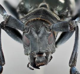 Anoplophora | CerambycID