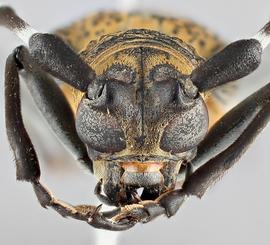 Apriona | CerambycID