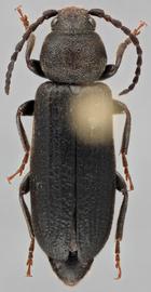 Asemum | CerambycID
