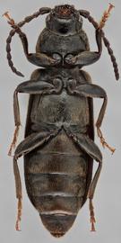 Asemum | CerambycID