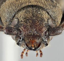 Asemum | CerambycID