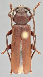 Arhopalus | CerambycID