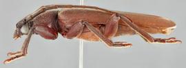 Arhopalus | CerambycID