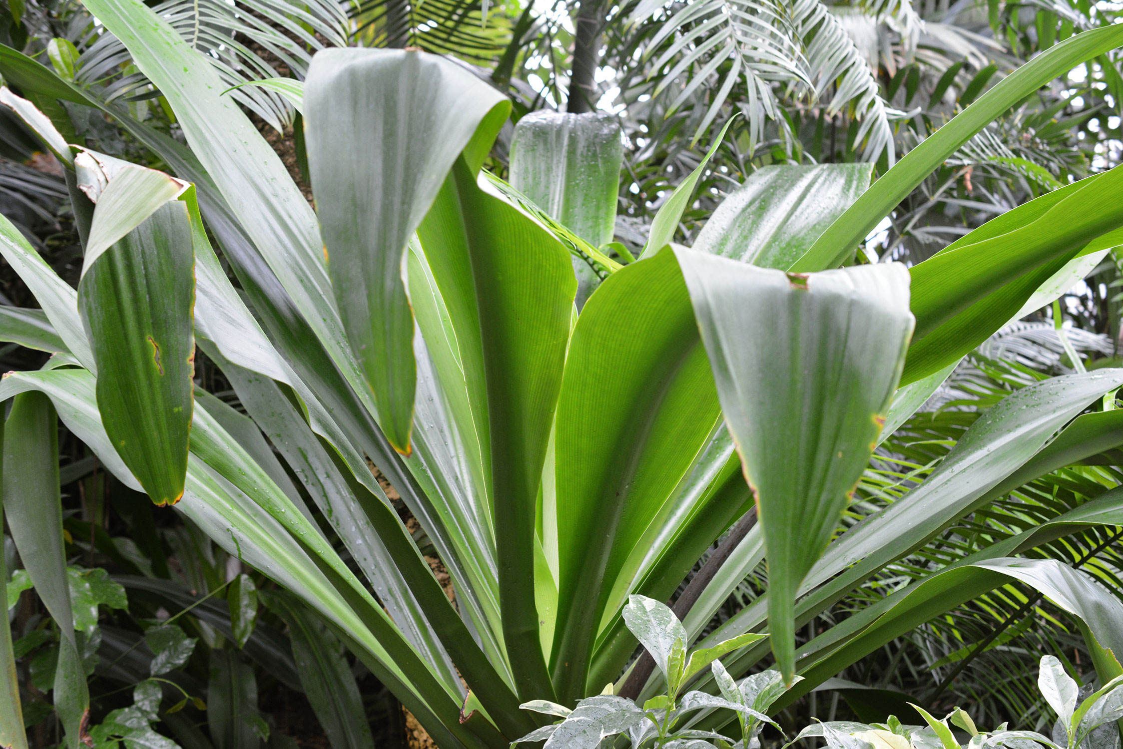 Crinum | Aquarium and Pond Plants of the World E3