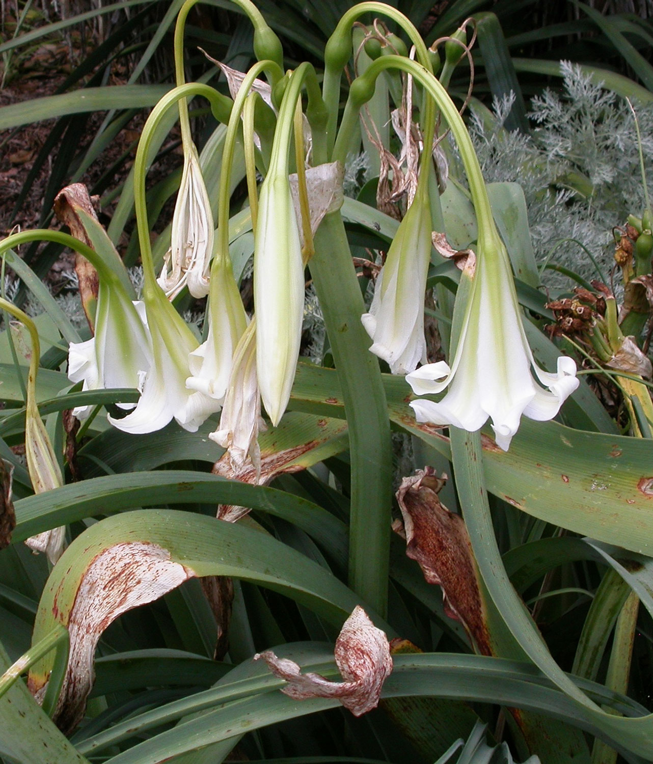 Crinum | Aquarium and Pond Plants of the World E3