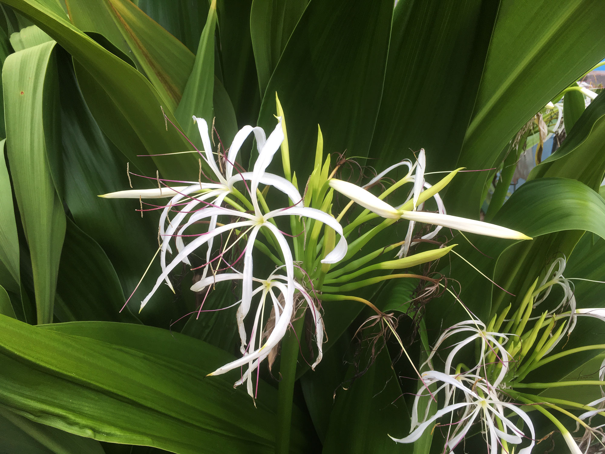 Crinum | Aquarium and Pond Plants of the World E3