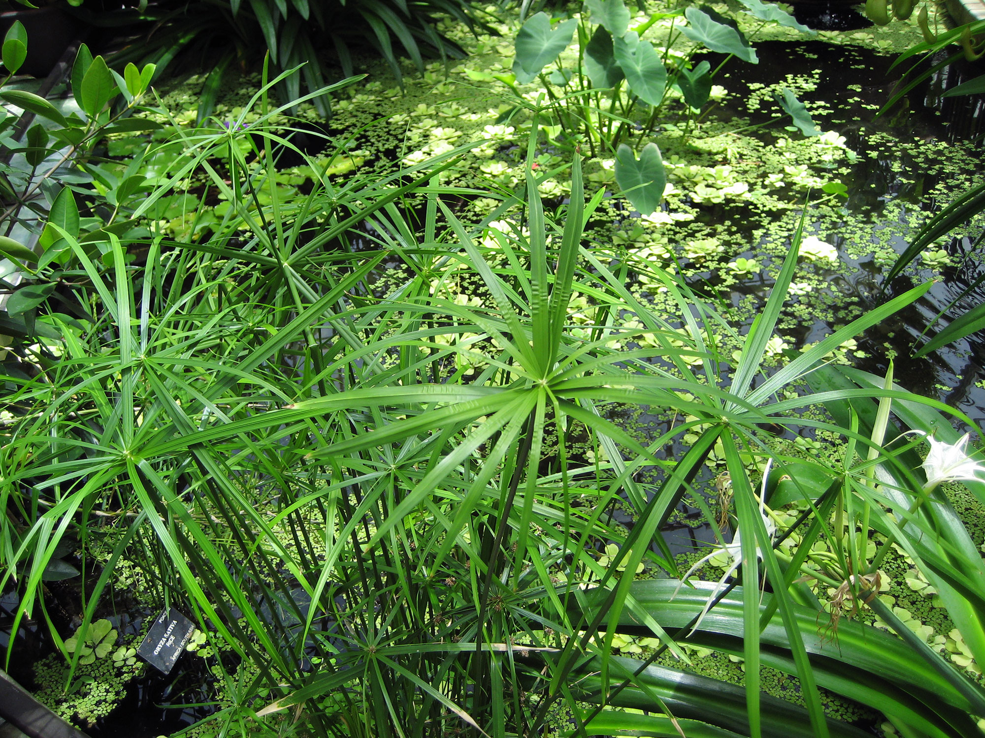 Cyperus | Aquarium and Pond Plants of the World E3