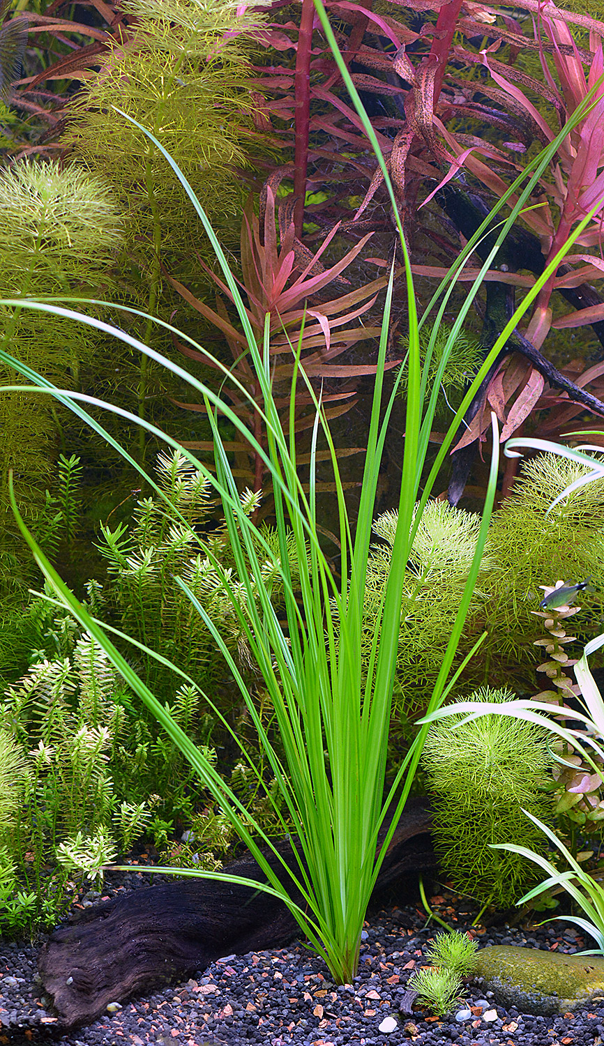 Cyperus | Aquarium and Pond Plants of the World E3