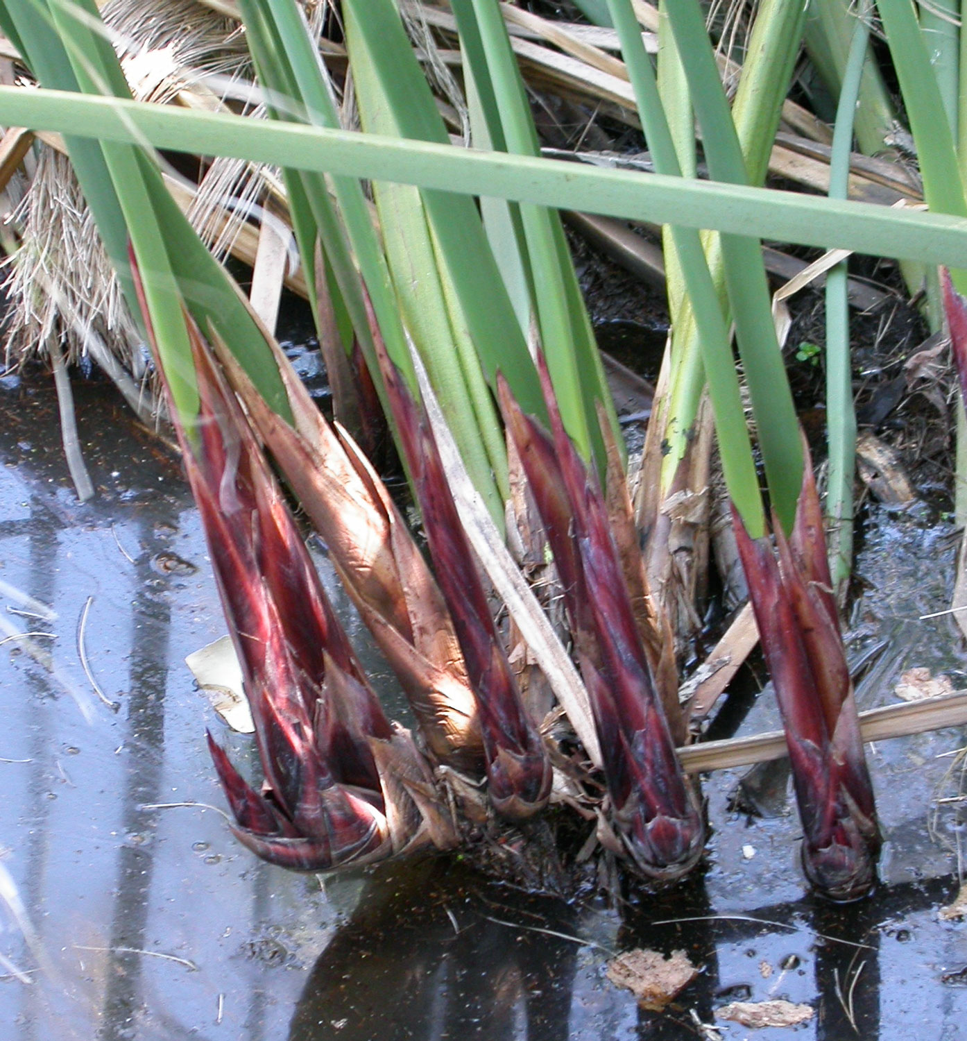 Cyperus | Aquarium and Pond Plants of the World E3