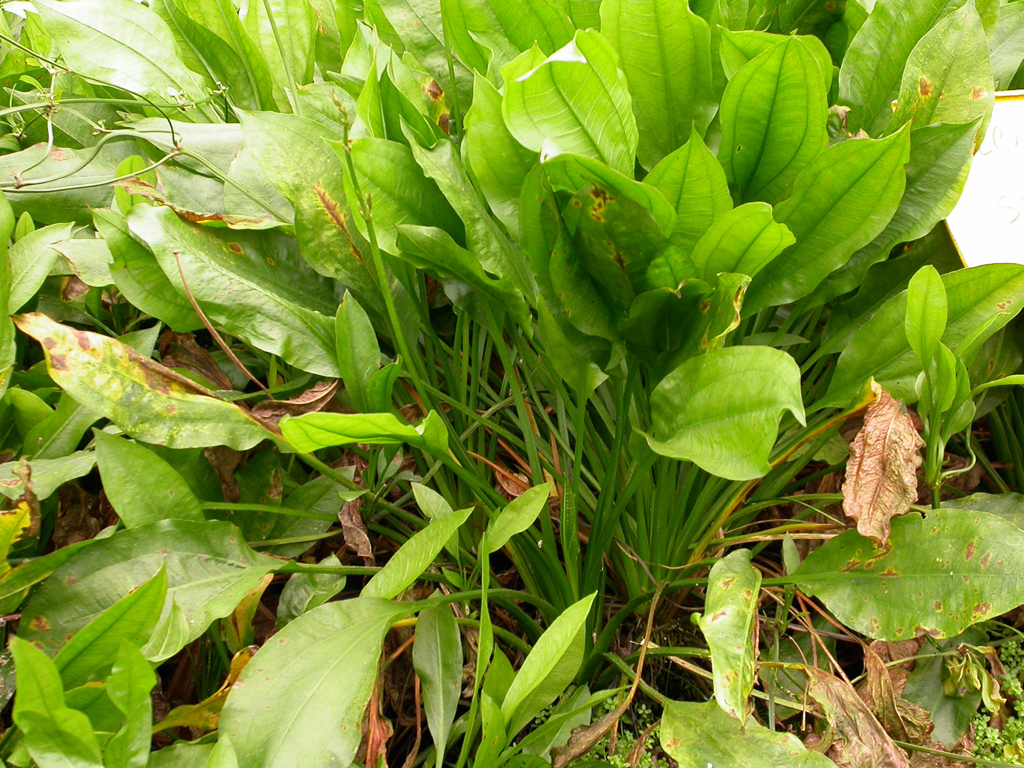 Echinodorus | Aquarium and Pond Plants of the World E3