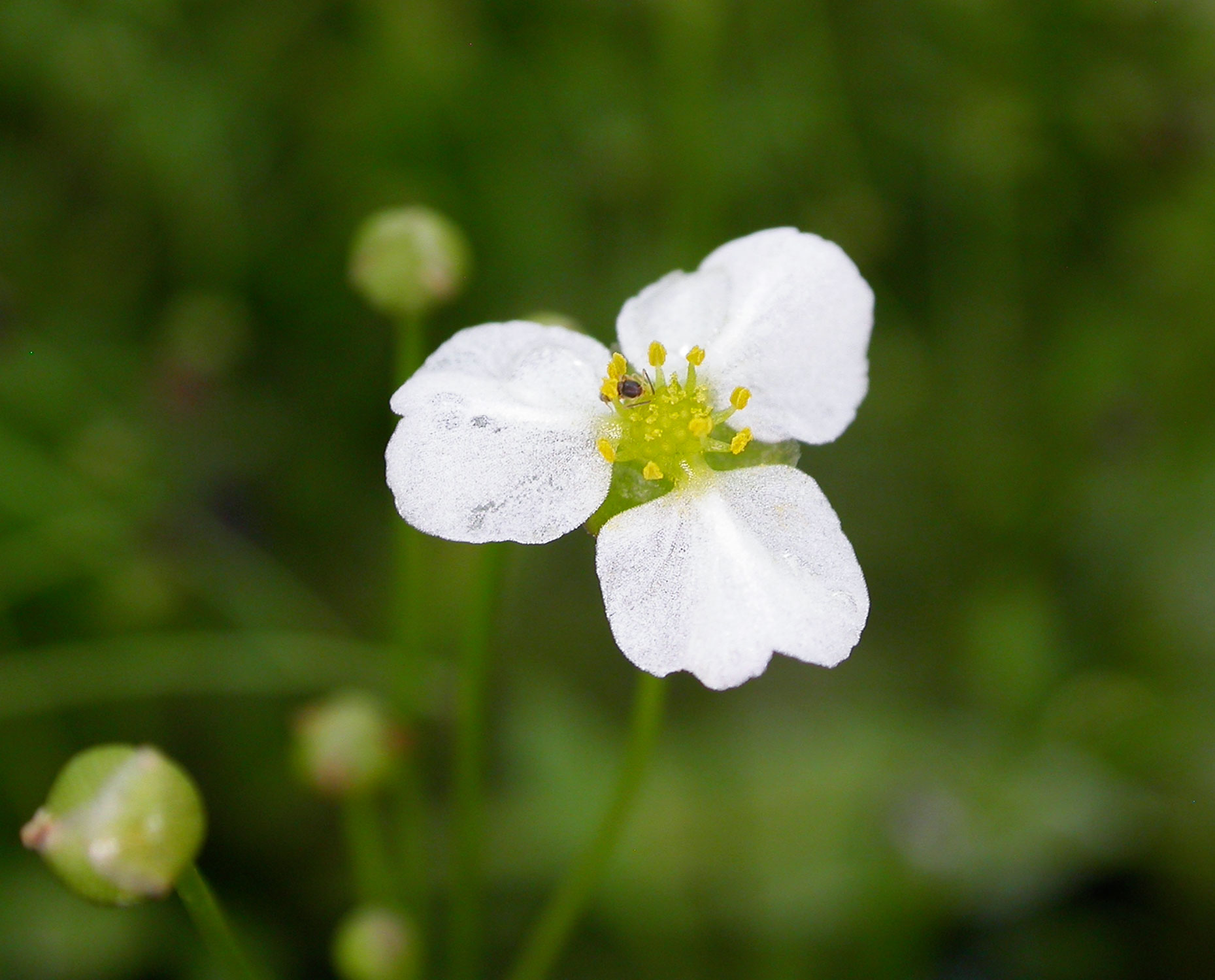 Echinodorus | Aquarium and Pond Plants of the World E3