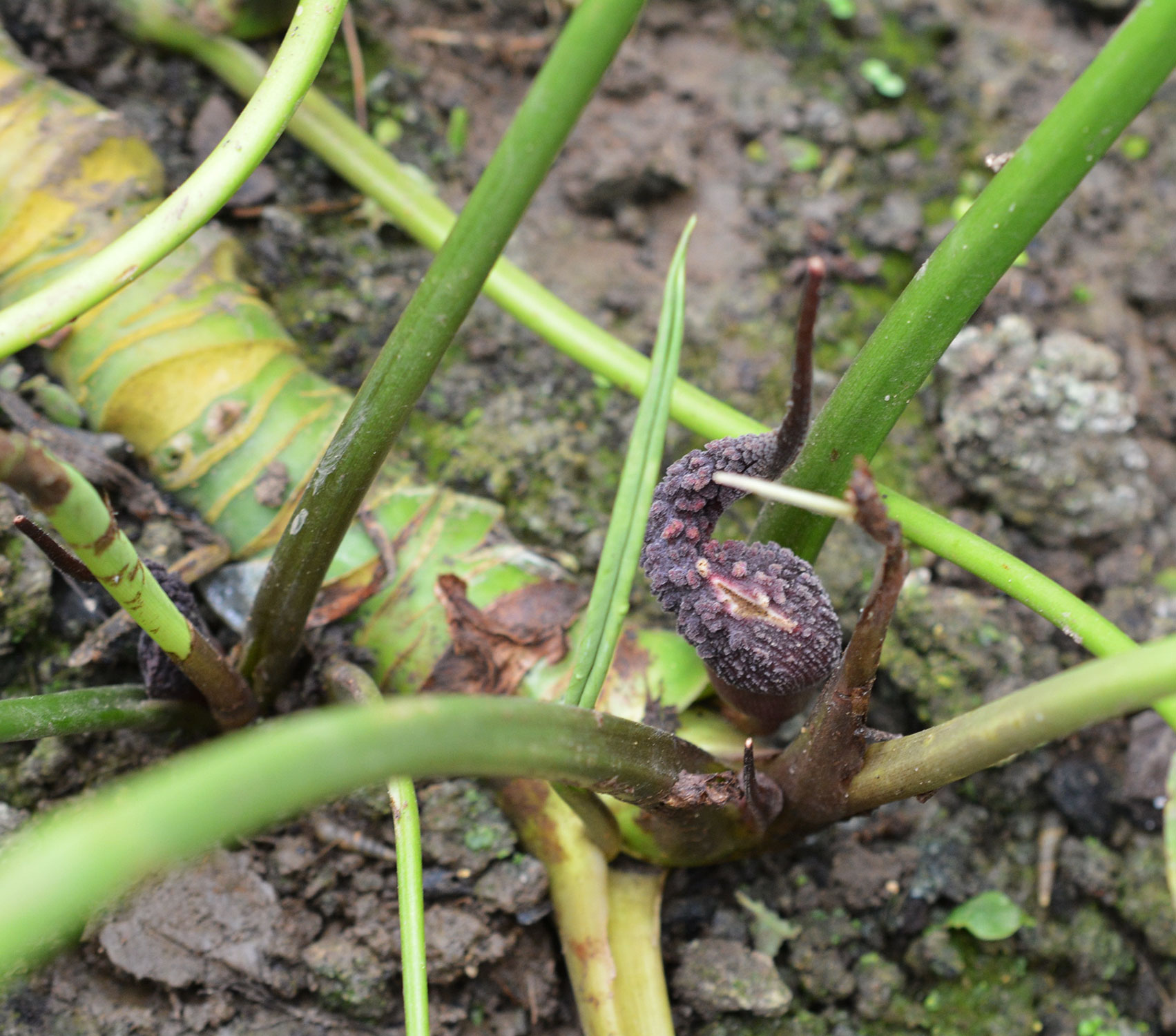 Lagenandra | Aquarium and Pond Plants of the World E3