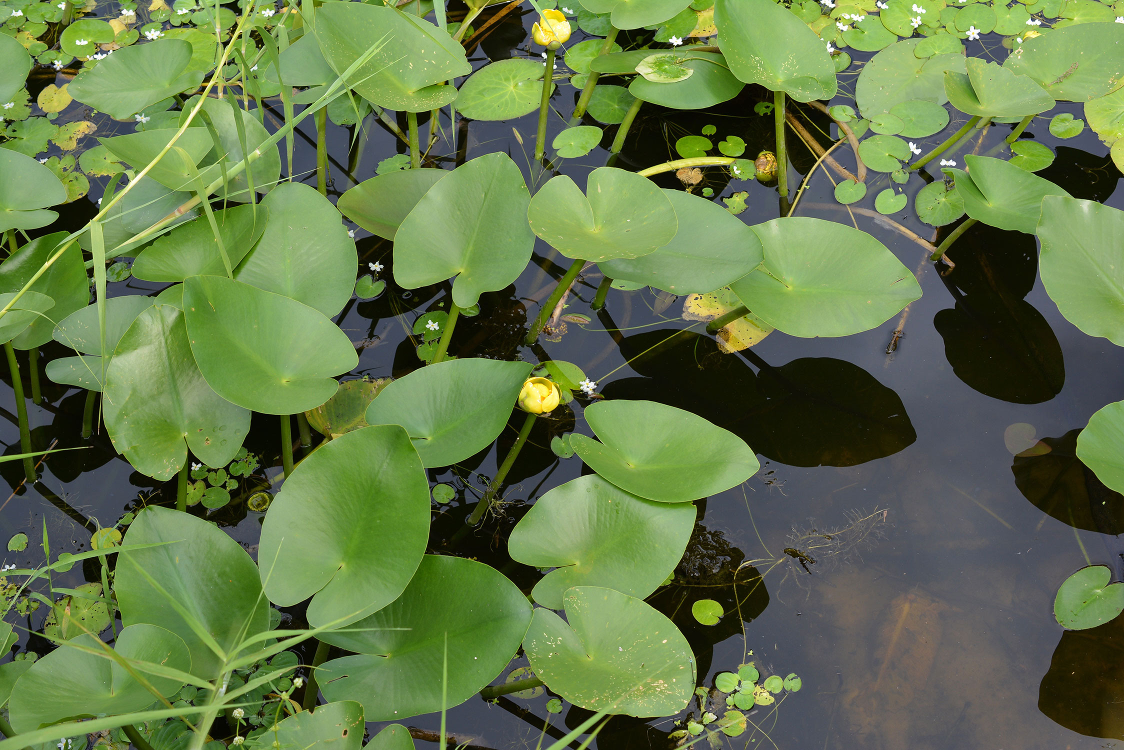 Nuphar | Aquarium and Pond Plants of the World E3