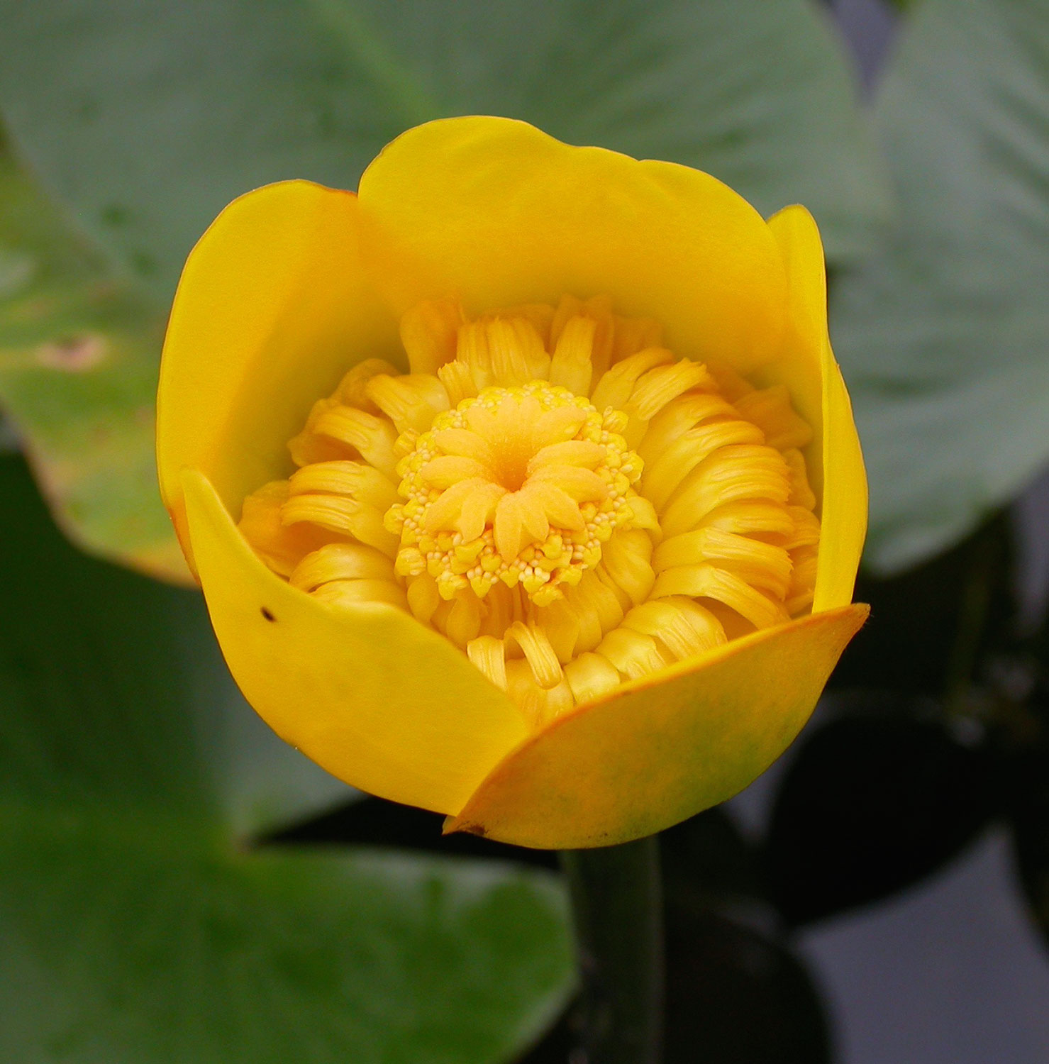 Nuphar | Aquarium and Pond Plants of the World E3