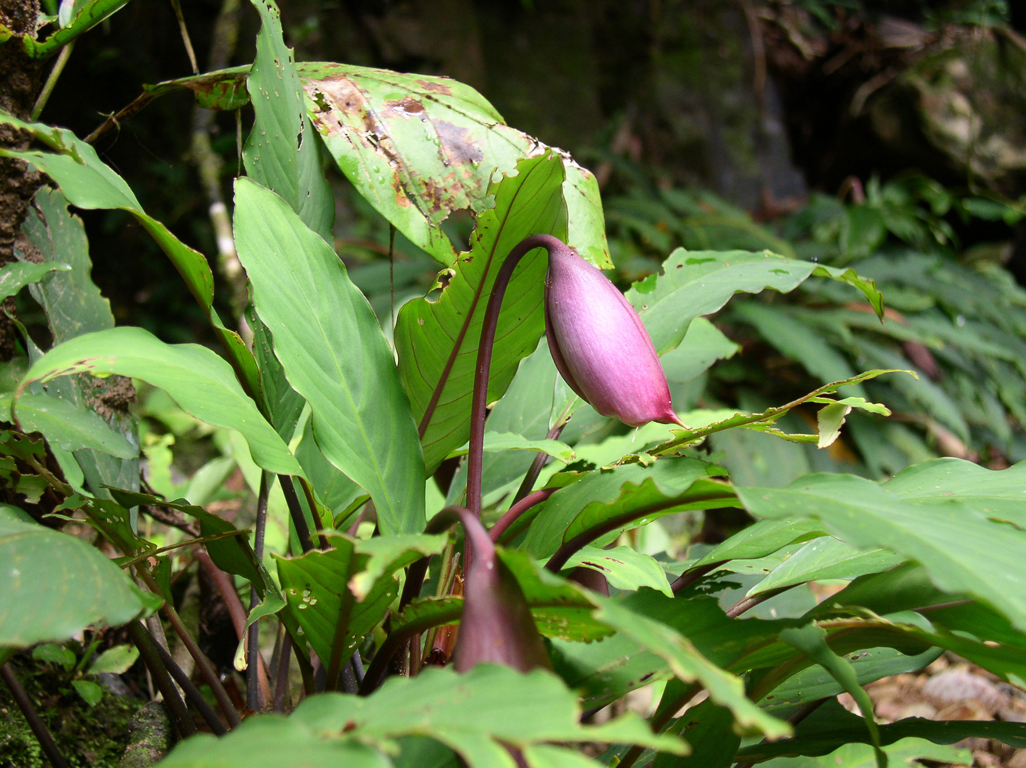 Ooia | Aquarium and Pond Plants of the World E3