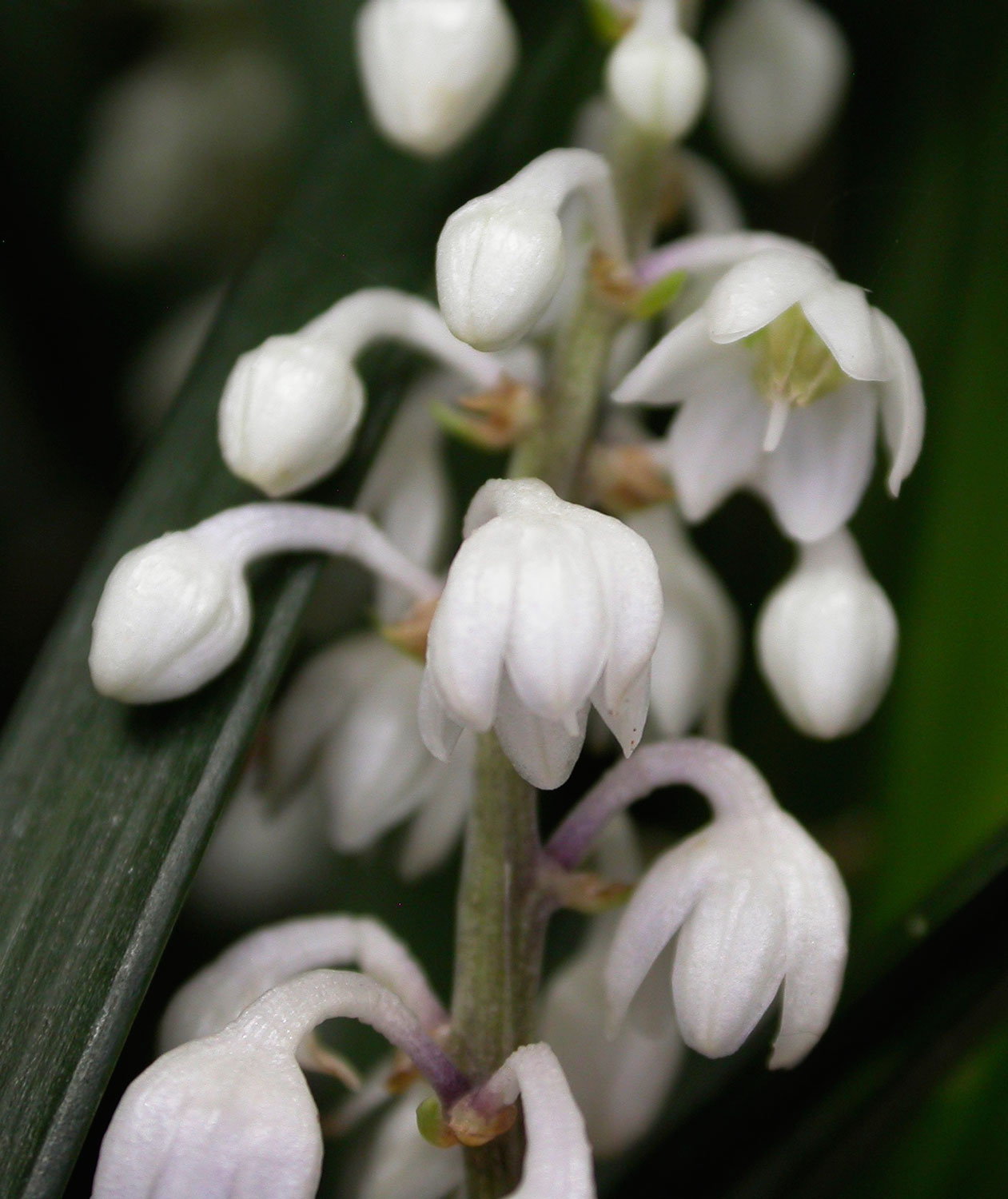 Ophiopogon | Aquarium and Pond Plants of the World E3