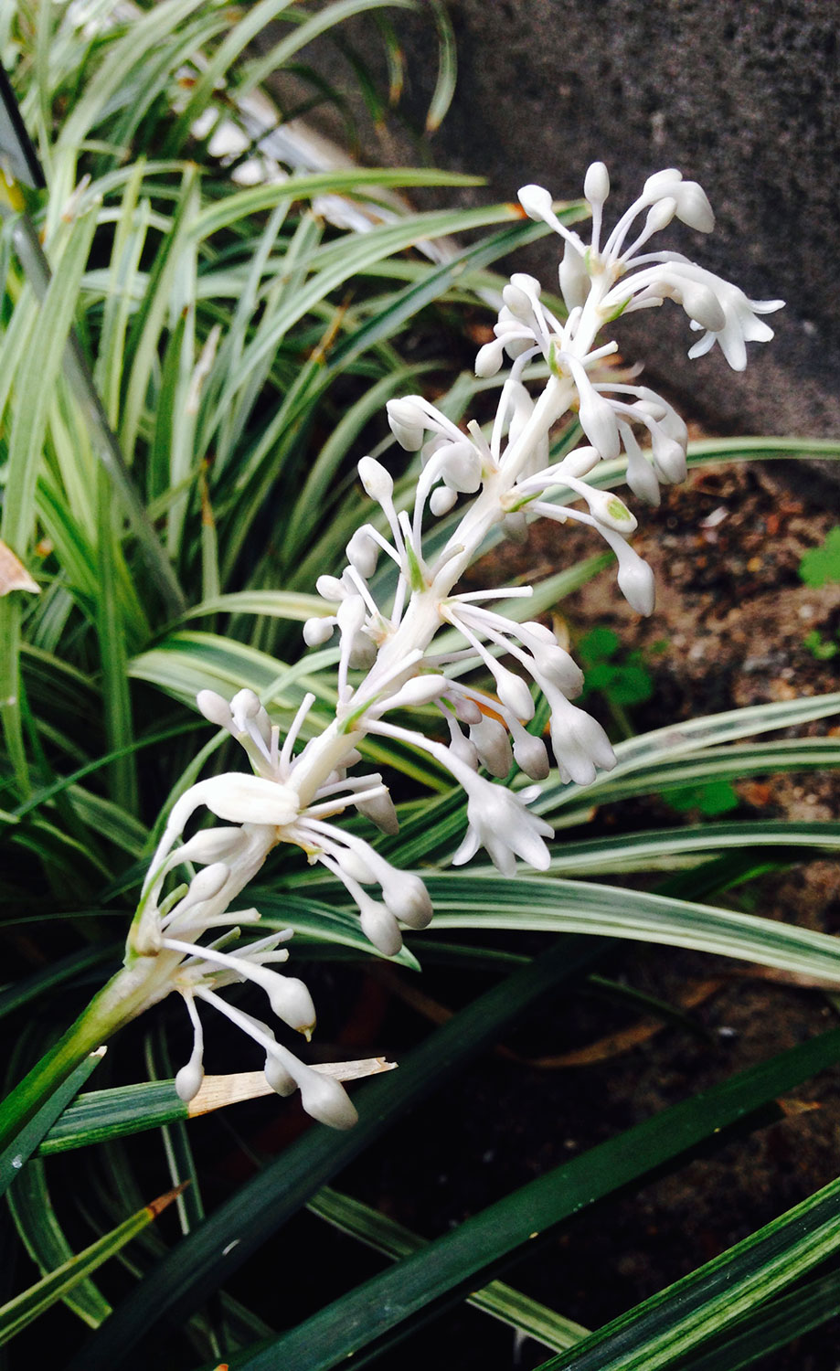 Ophiopogon | Aquarium and Pond Plants of the World E3