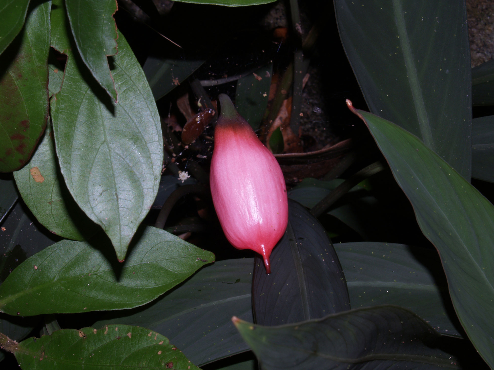 Piptospatha | Aquarium and Pond Plants of the World E3