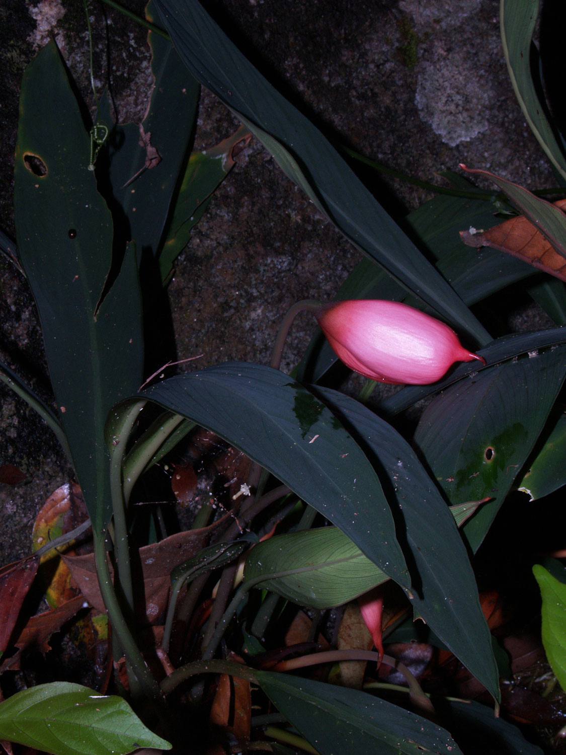 Piptospatha | Aquarium and Pond Plants of the World E3