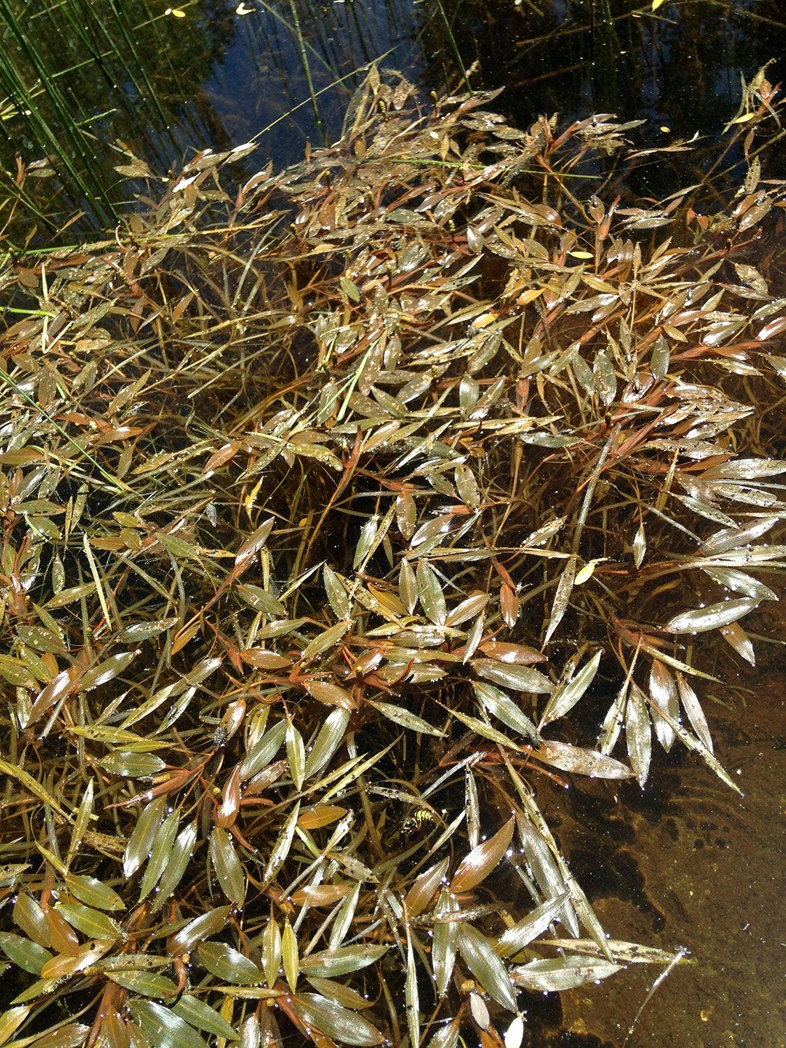 Potamogeton | Aquarium and Pond Plants of the World E3