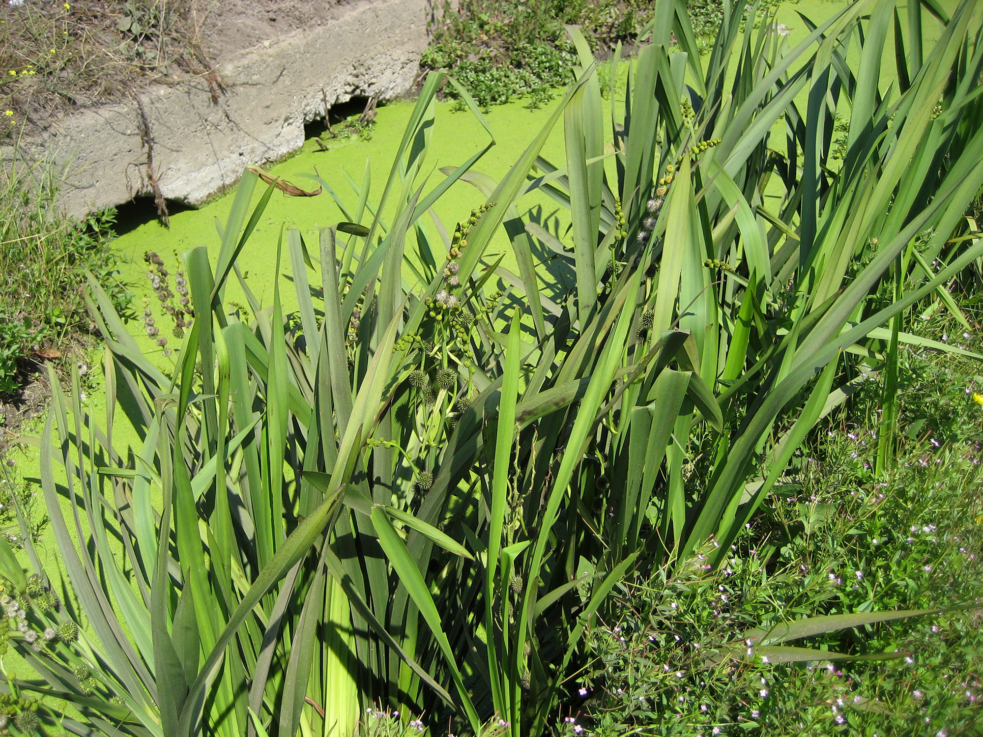 Sparganium | Aquarium and Pond Plants of the World E3